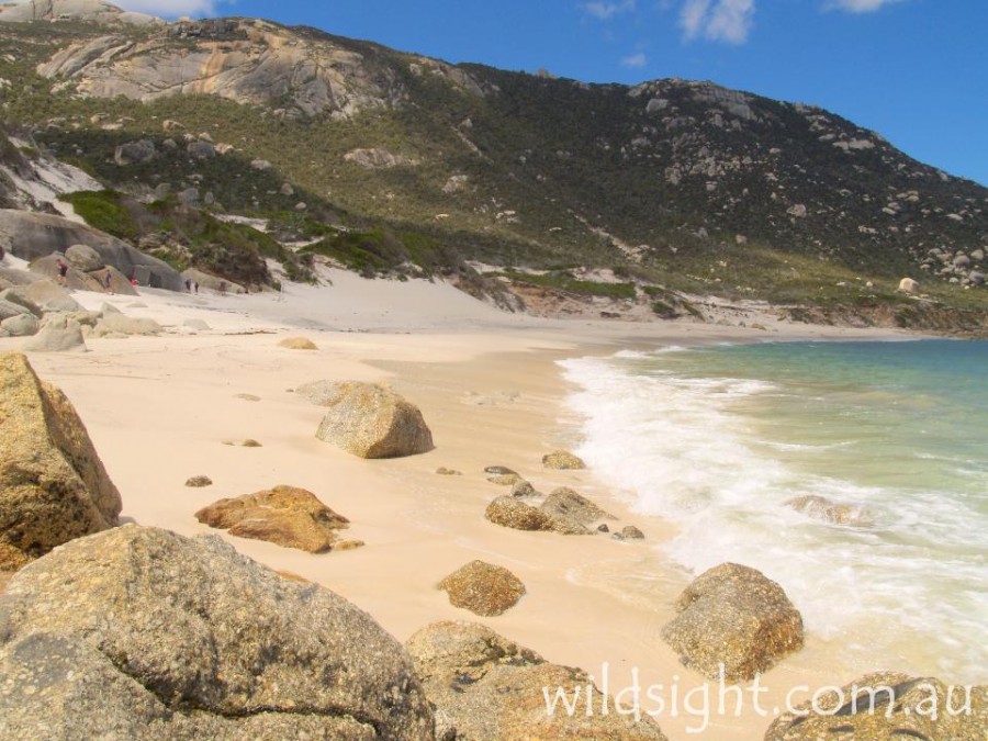 Little Oberon Bay - Wild Sight