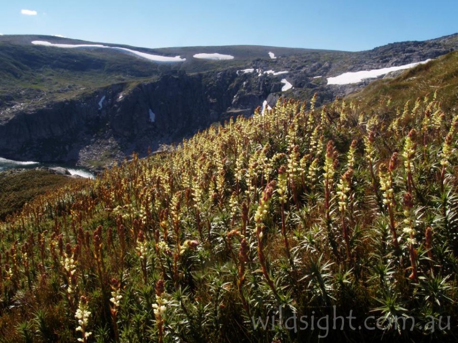 Scoparia above Blue Lake - Wild Sight