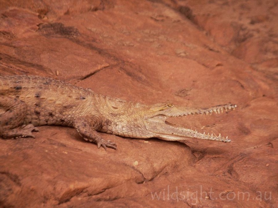 Freshwater crocodile in Katherine Gorge - Wild Sight