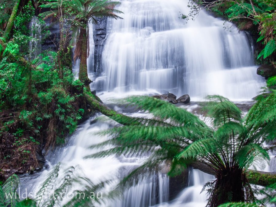 Day Walks: Great Ocean Road - Wild Sight